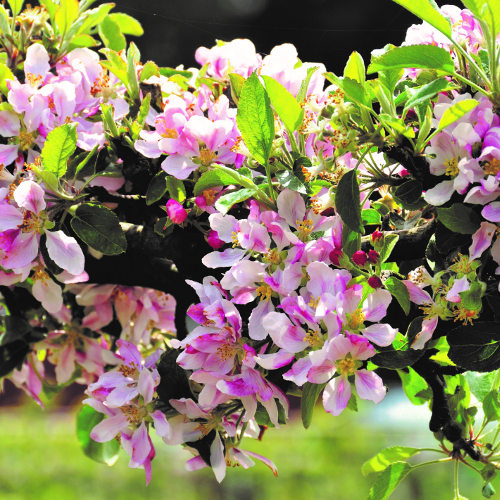 Bountiful Farms | Edibles Collection