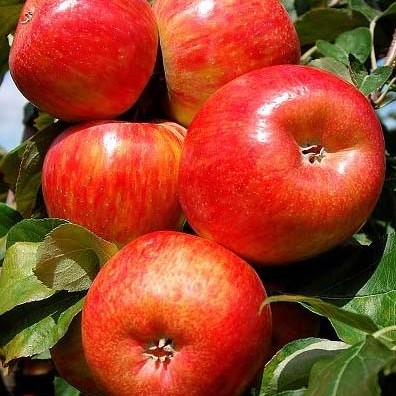 Bountiful Farms | Edibles Collection