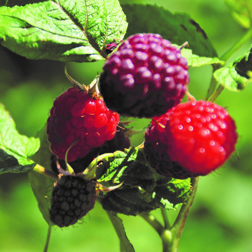 Bountiful Farms | Edibles Collection