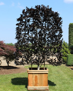 Bountiful Farms | European Collection