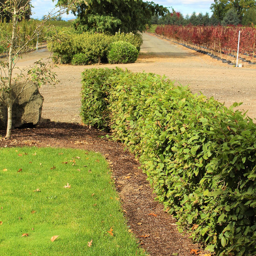 Bountiful Farms | Hedging Collection