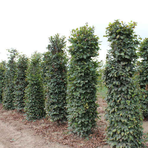 Bountiful Farms | Hedging Collection