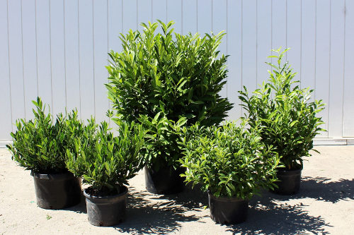 Bountiful Farms | Plant Family Collection