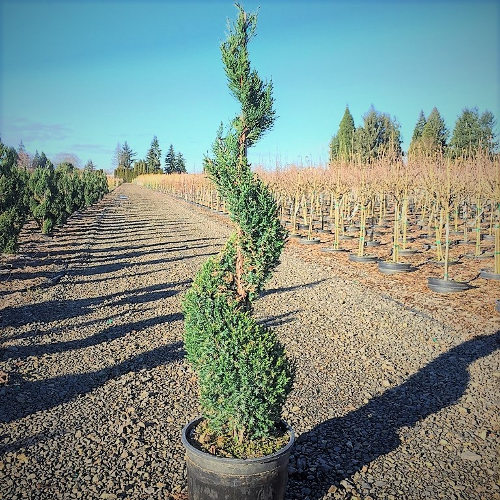 Bountiful Farms | Topiary Collection