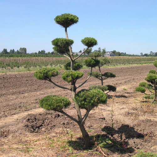 Bountiful Farms | Topiary Collection